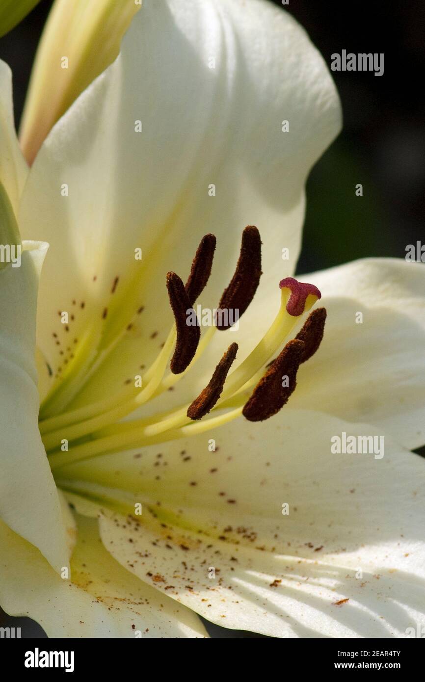 Madonnen-Lilie, Lilium, candidum Stock Photo - Alamy