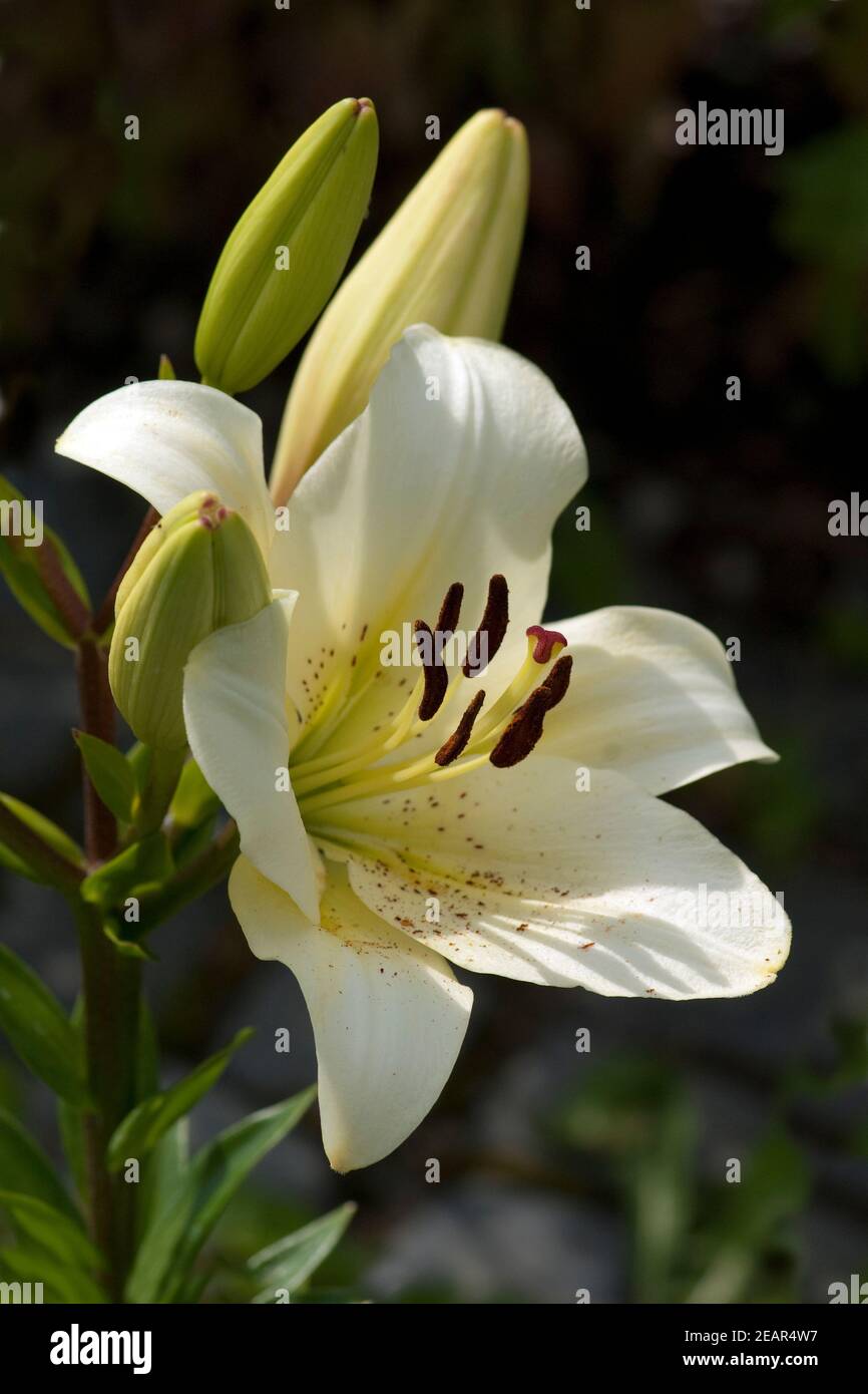 Madonnen-Lilie, Lilium, candidum Stock Photo - Alamy