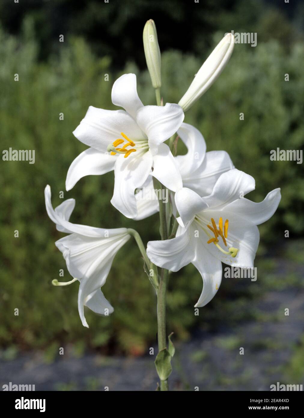 Madonnen-Lilie, Lilium candidum Stock Photo - Alamy