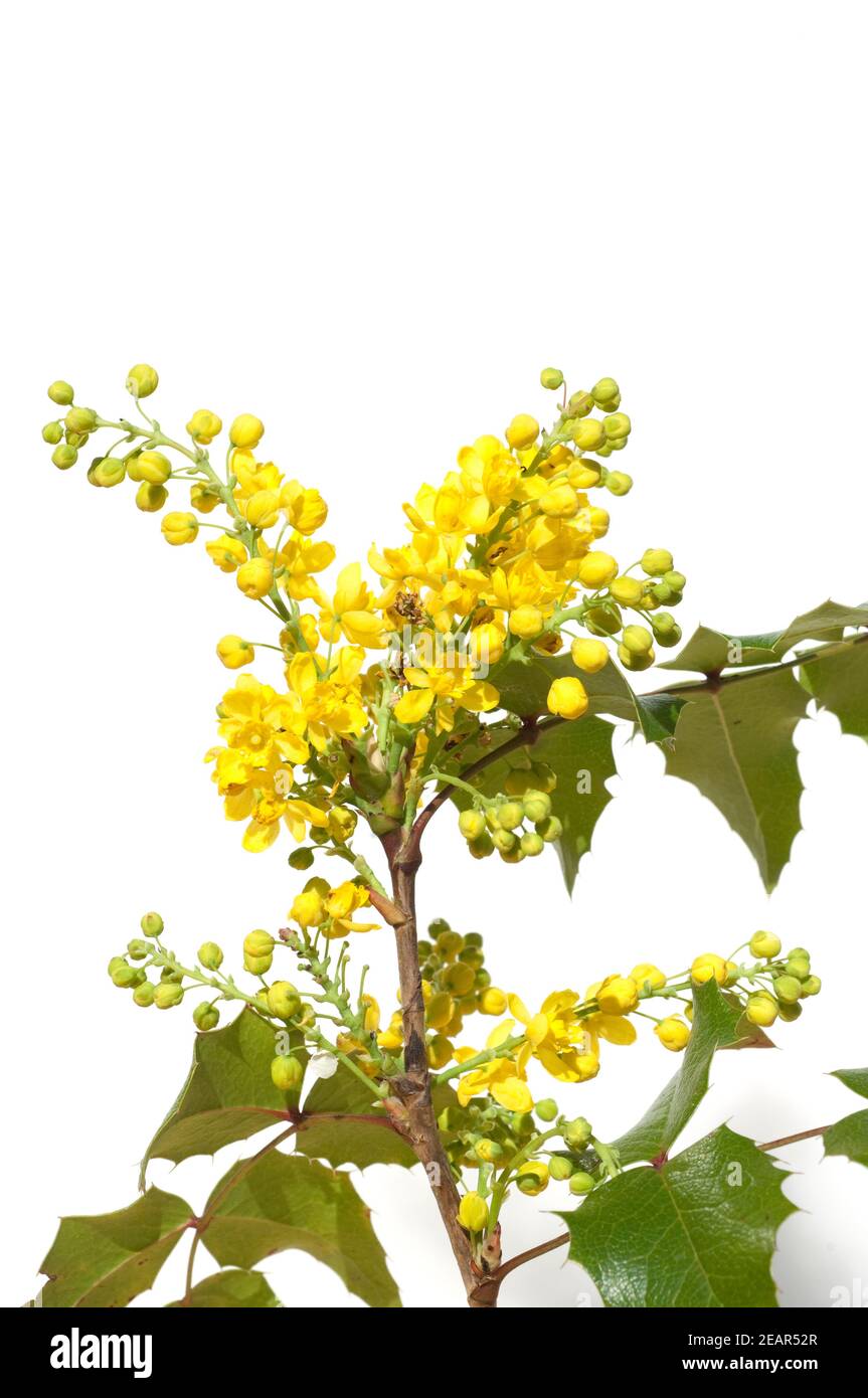 Mahonie mahonia hi-res stock photography and images - Alamy