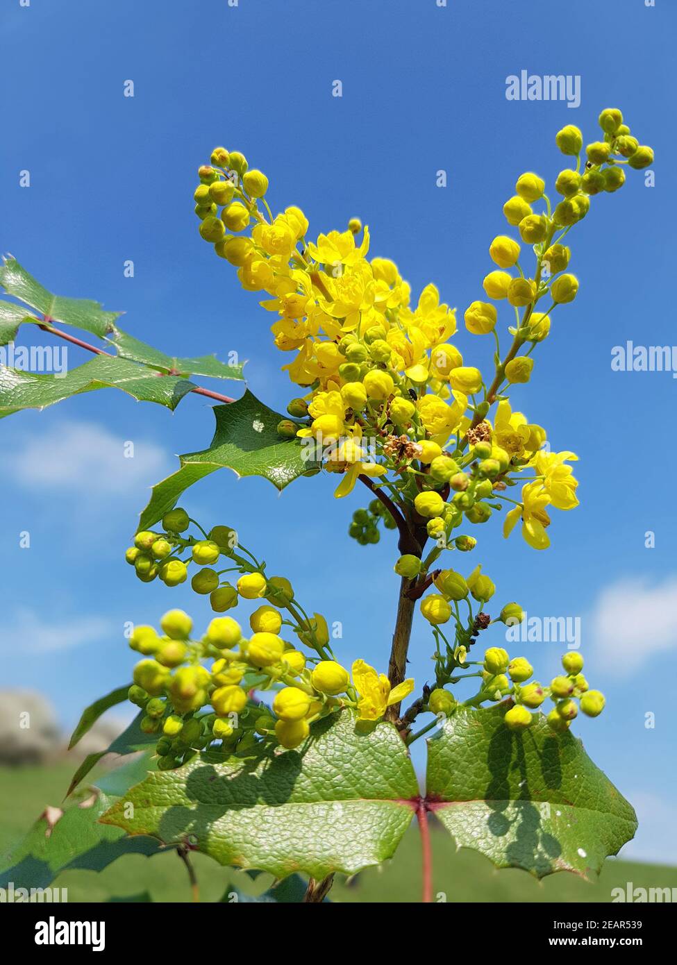 Mahonie Mahonia, aquifolium Stock Photo - Alamy
