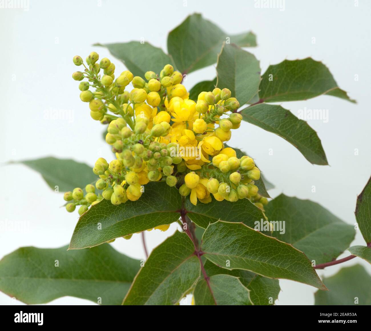 Mahonias hi-res stock photography and images - Alamy
