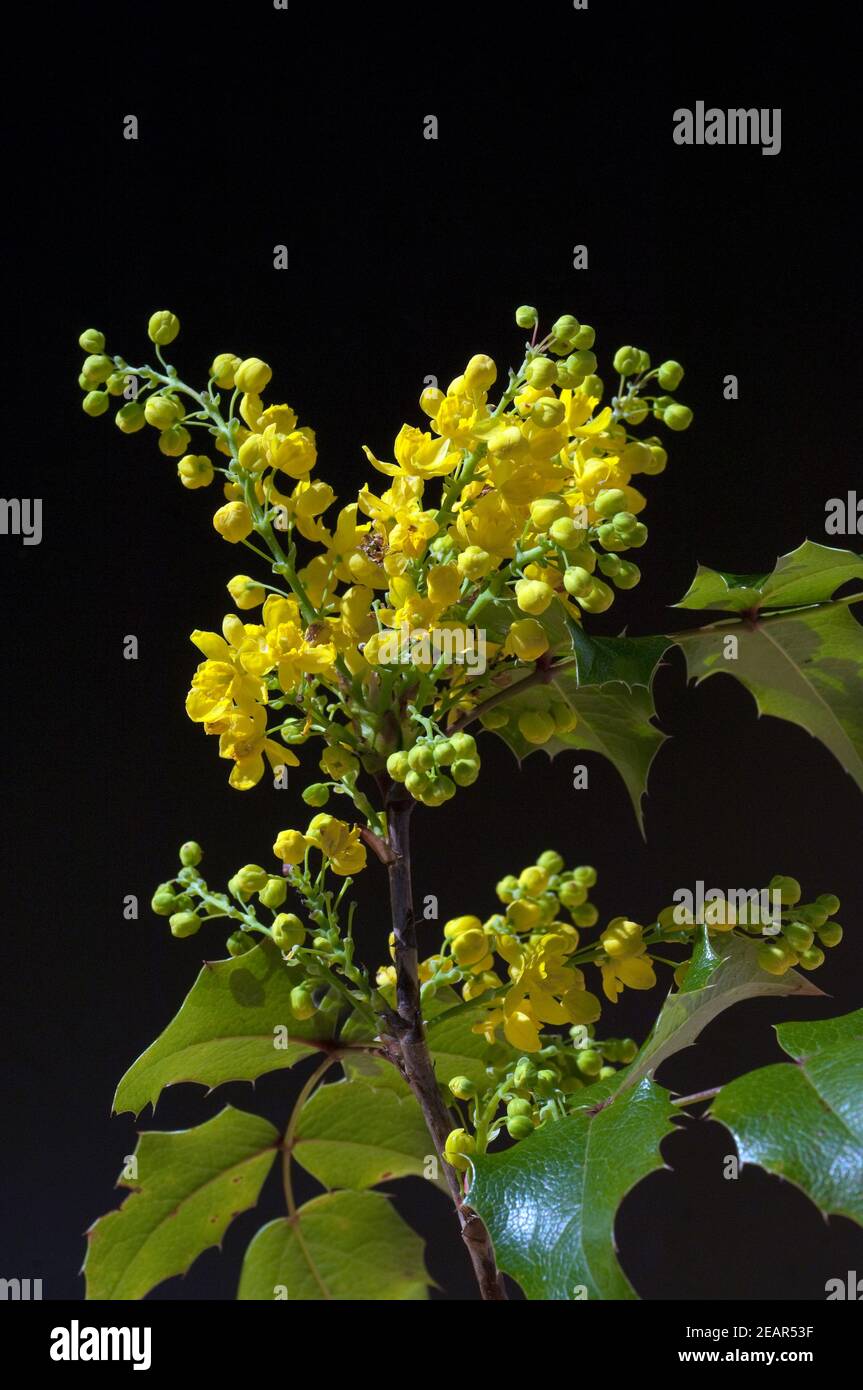 Mahonie Mahonia, aquifolium Stock Photo - Alamy