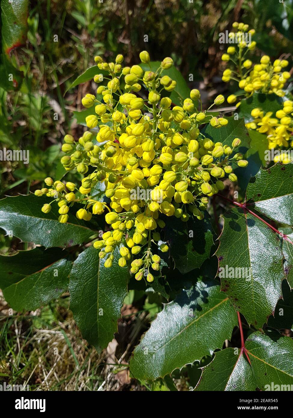 Mahonie Mahonia, aquifolium Stock Photo - Alamy