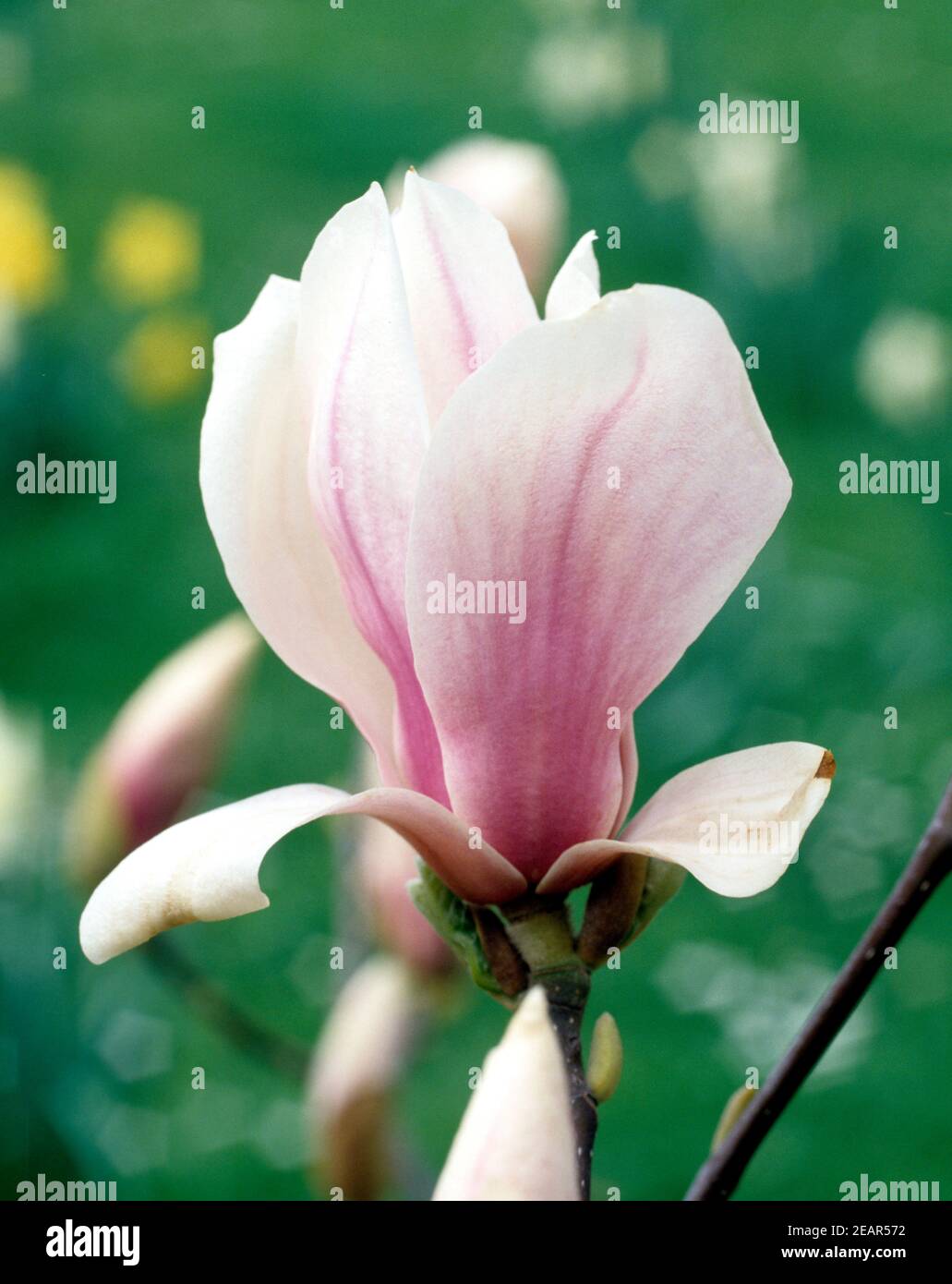 Magnolia grandiflora blossoms hi-res stock photography and images - Alamy