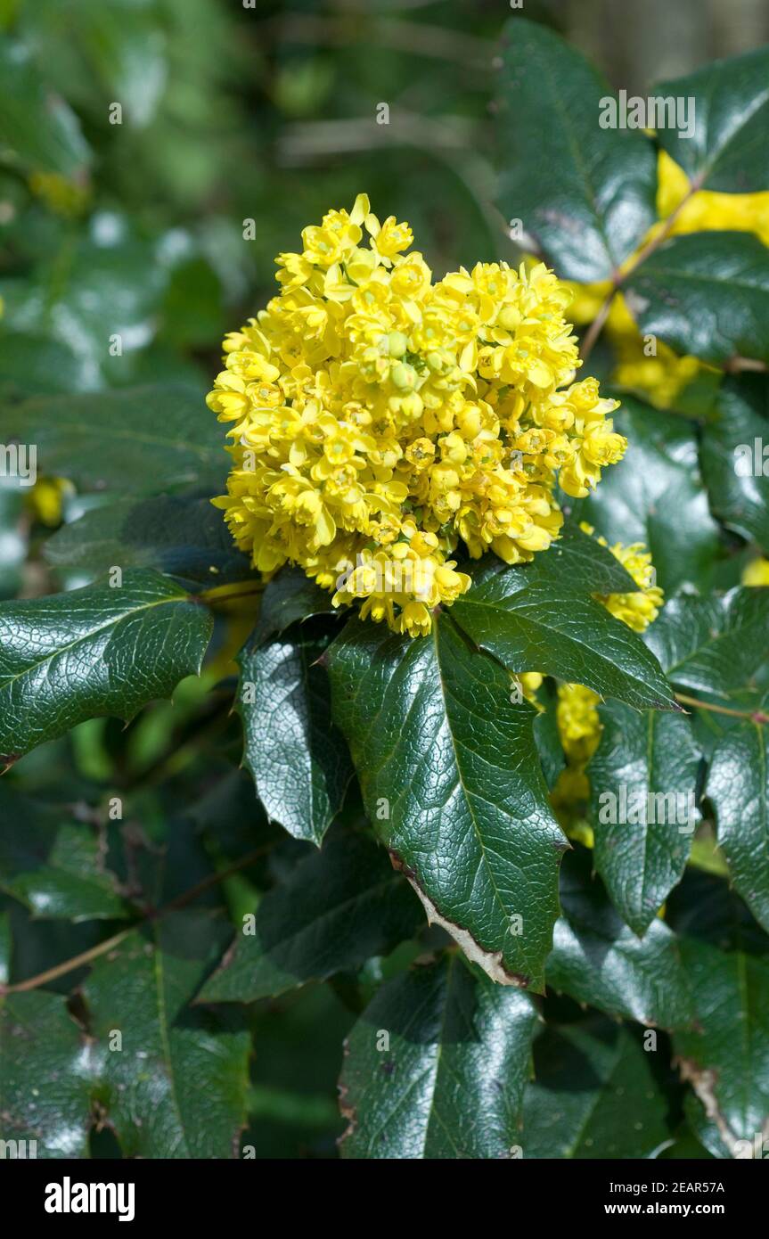 Gemeine mahonie hi-res stock photography and images - Alamy