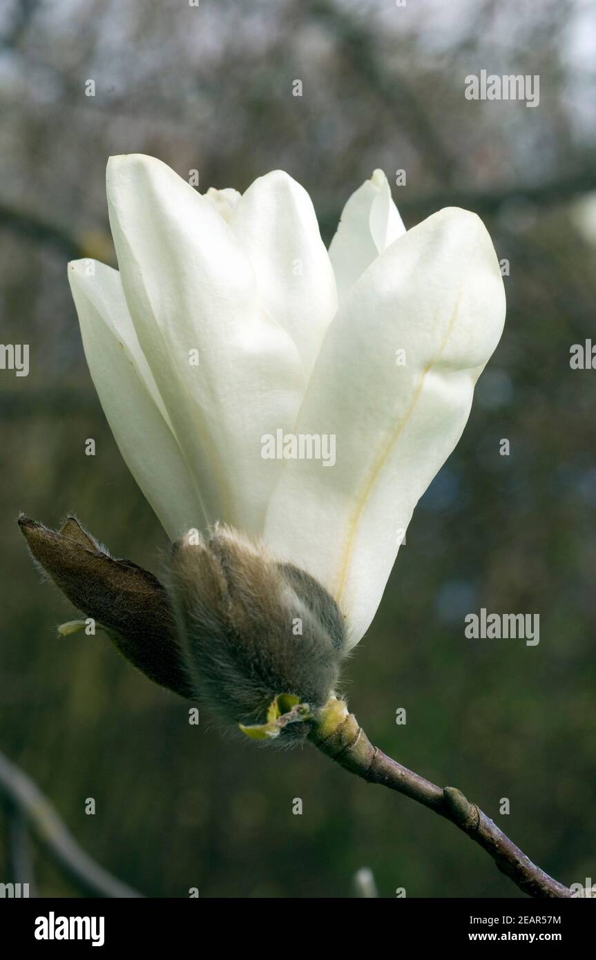 Magnolien baum hi-res stock photography and images - Alamy
