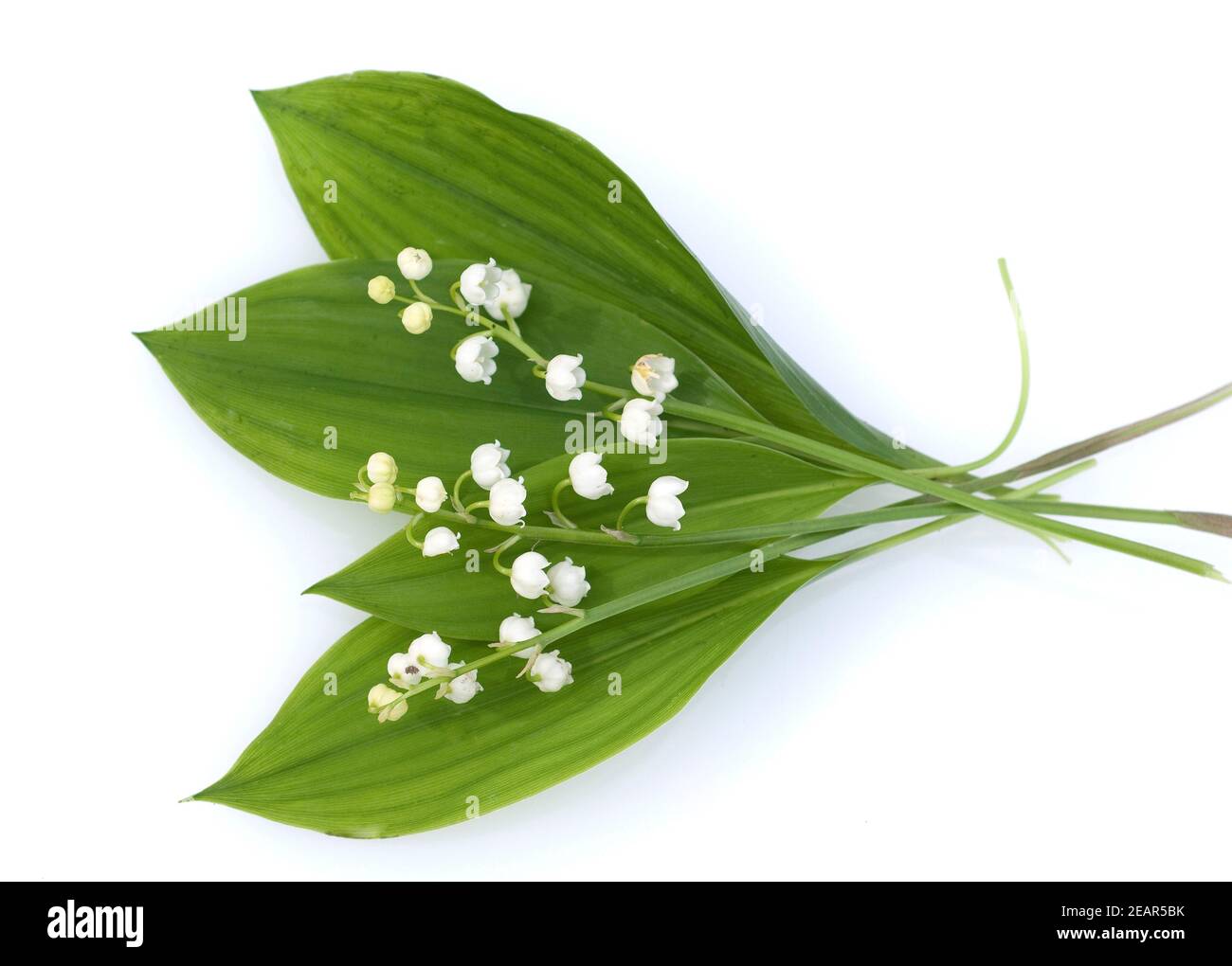 Leaves of maigloeckchen Cut Out Stock Images & Pictures - Alamy