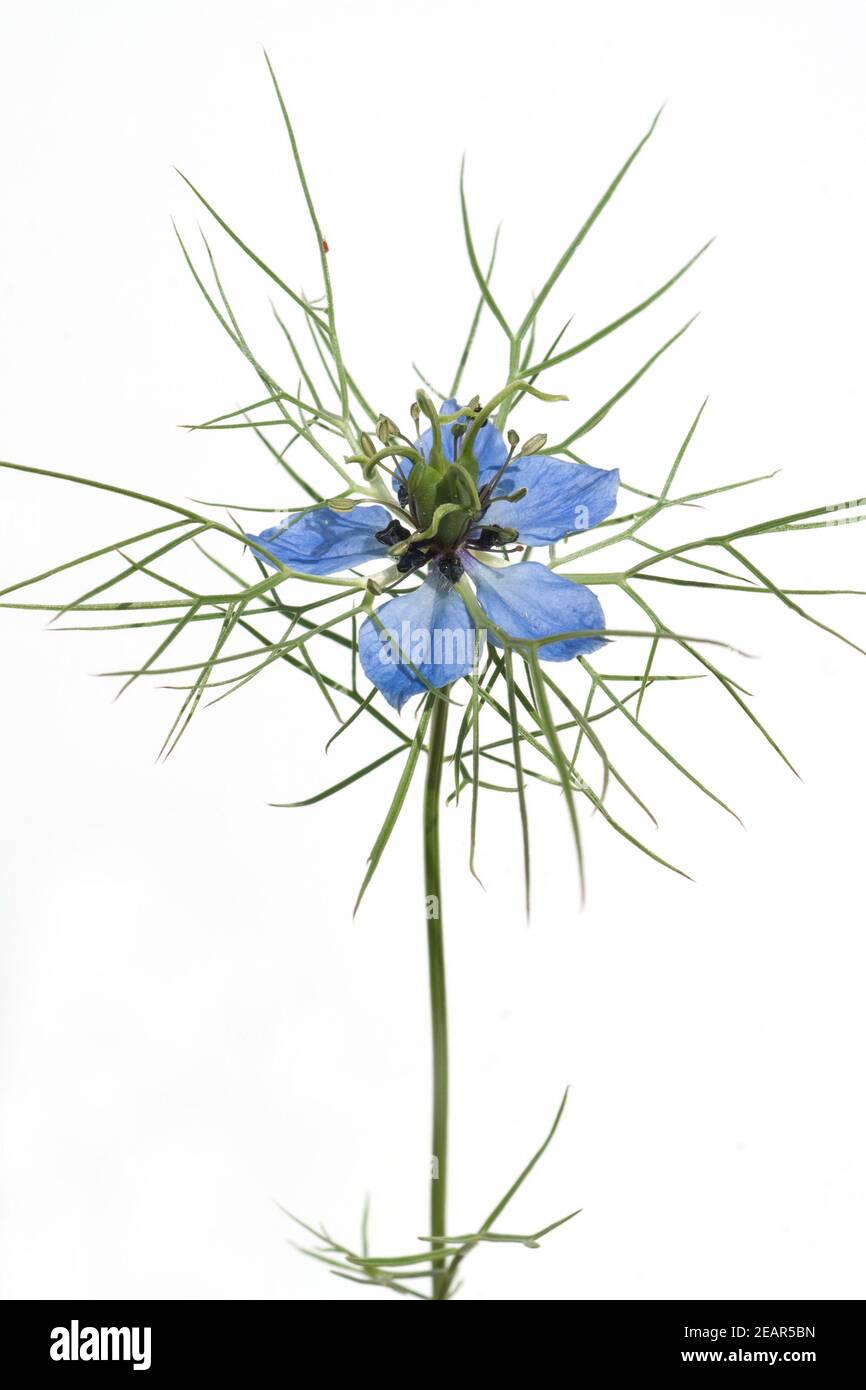 Echter Schwarzkuemmel High Resolution Stock Photography and Images - Alamy