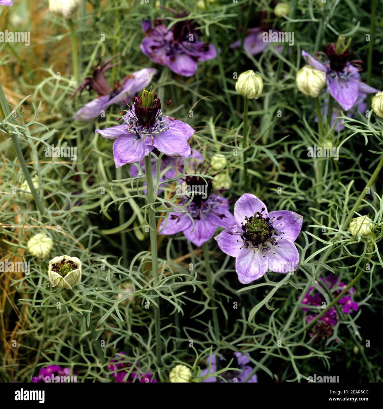 Kuechenkra hi-res stock photography and images - Alamy