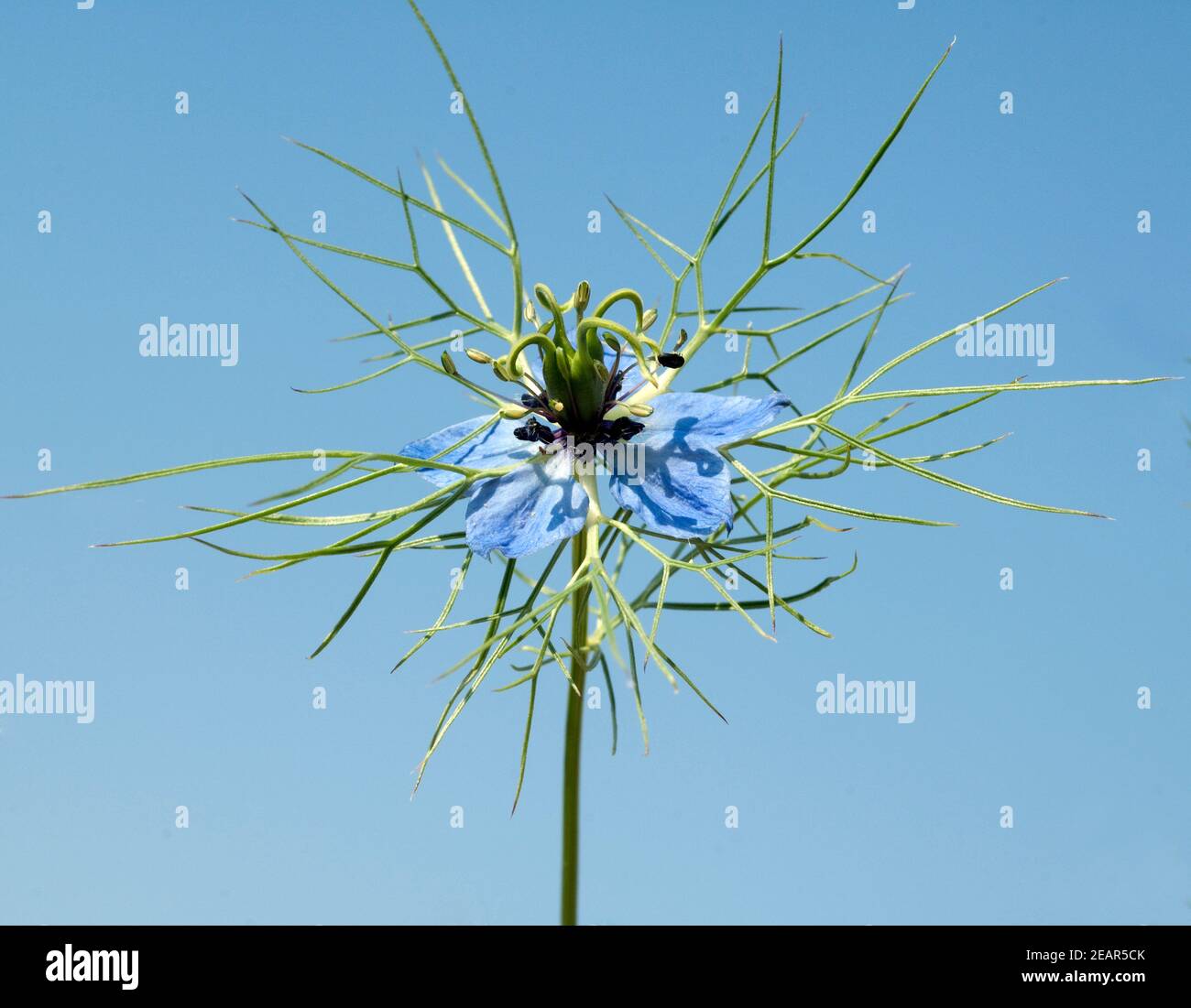 Echter schwarzkuemmel hi-res stock photography and images - Alamy