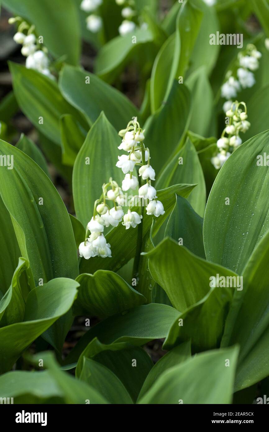 Leaves of maigloeckchen hi-res stock photography and images - Alamy