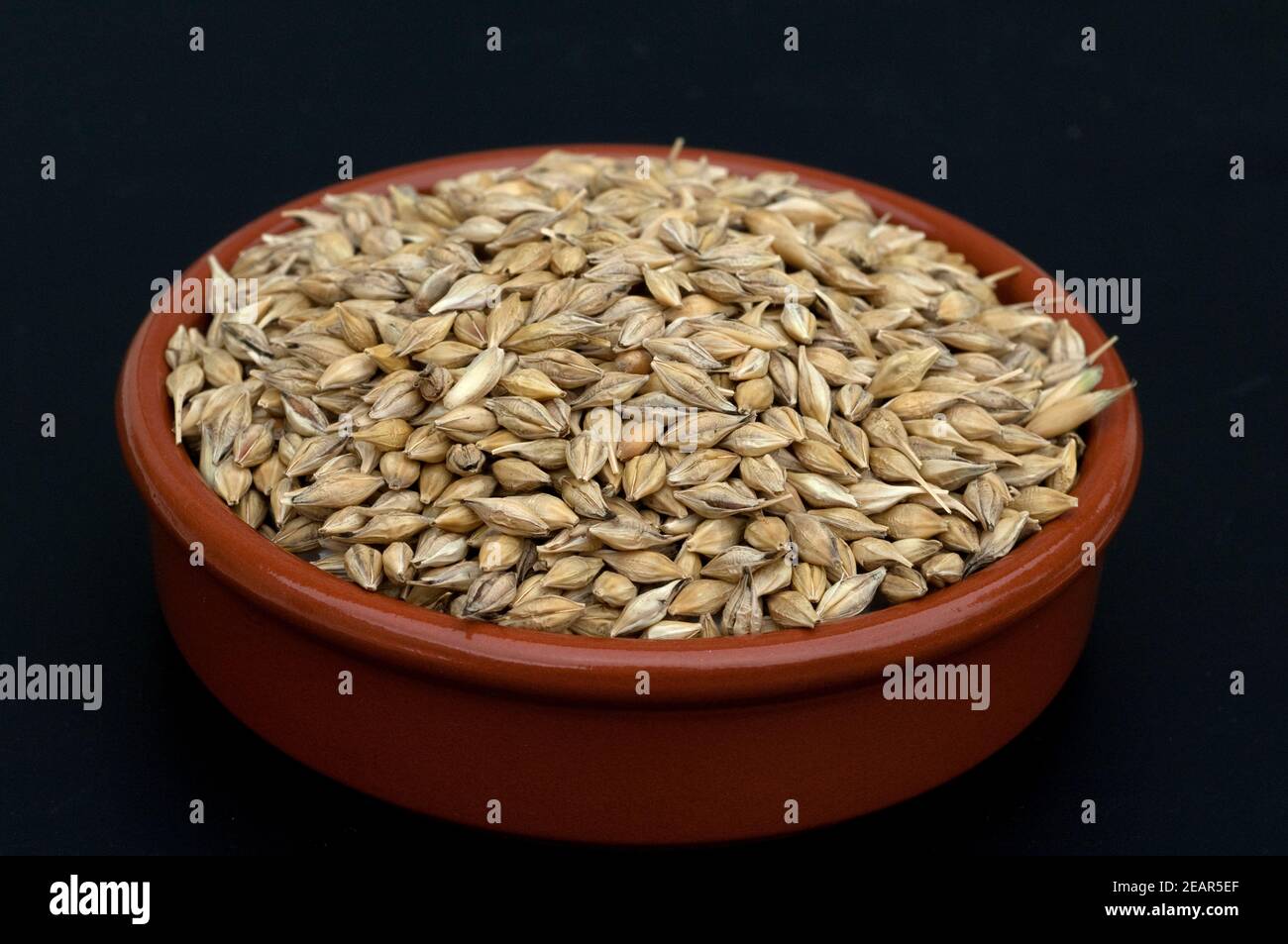 Gerstenaehren hi-res stock photography and images - Alamy