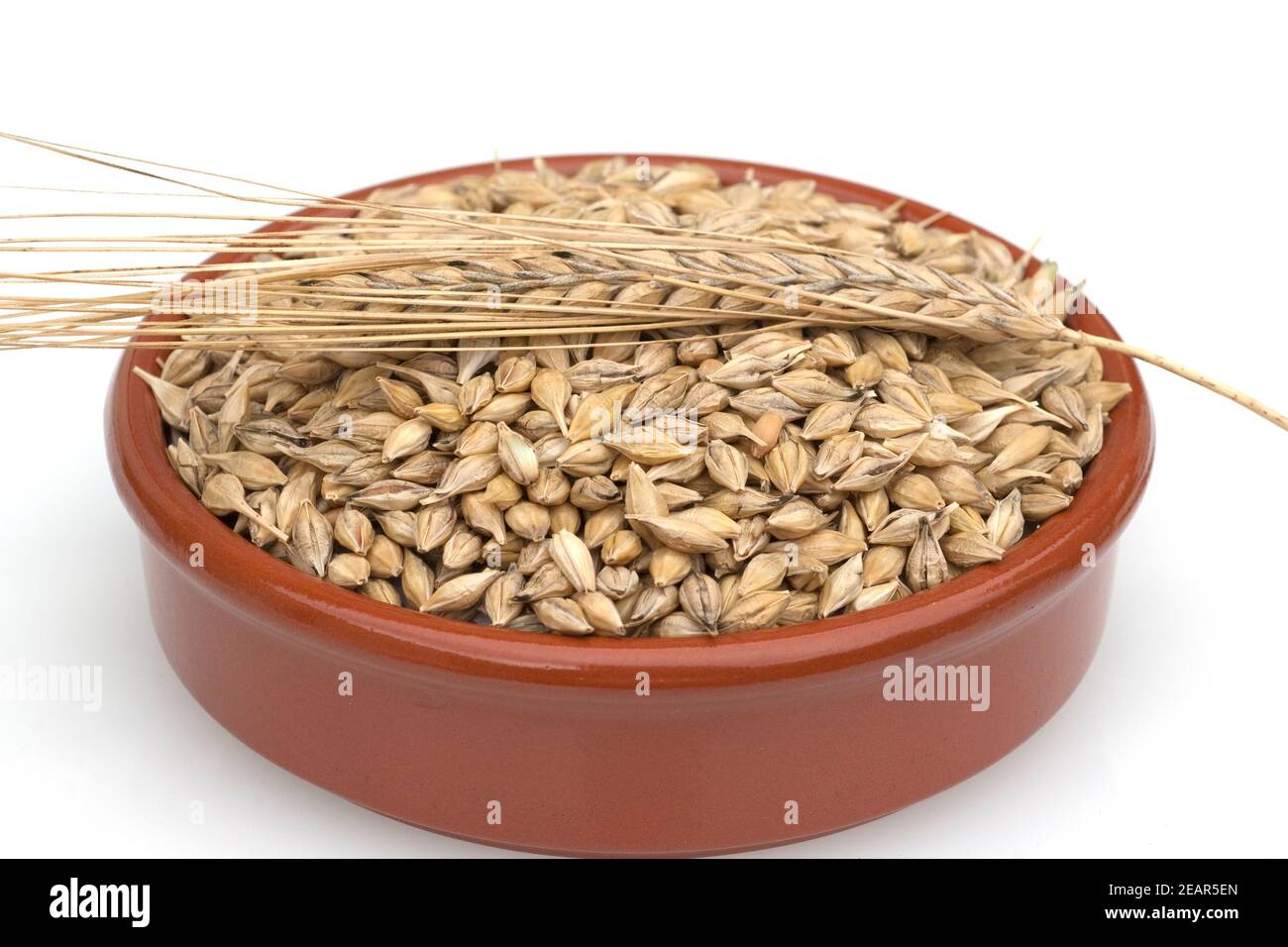 Gerstenaehren hi-res stock photography and images - Alamy