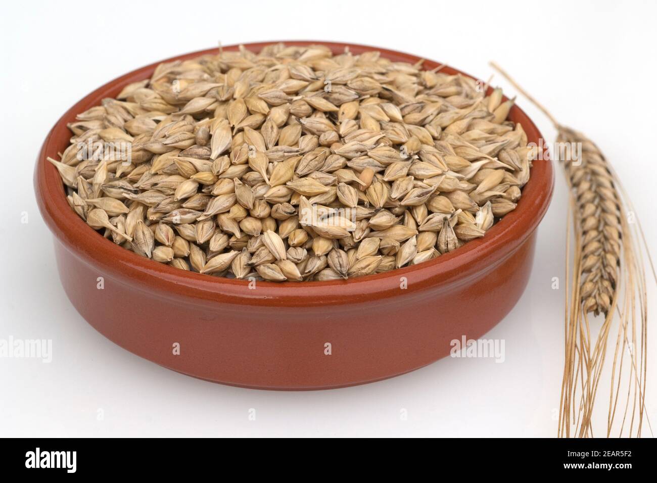 Gerstenaehren; Gerstenkoerner; Gerste Stock Photo - Alamy