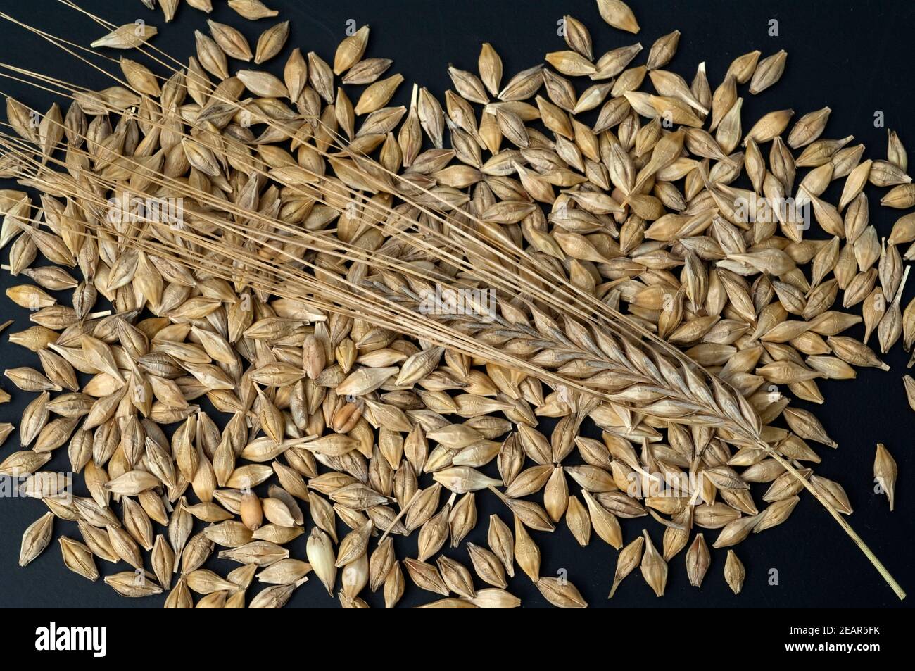 Gerstenaehren; Gerstenkoerner; Gerste Stock Photo - Alamy