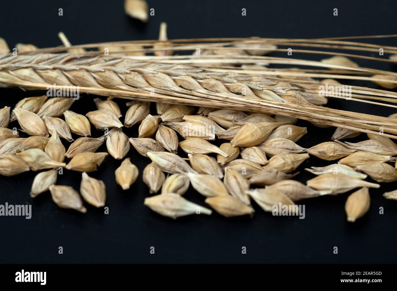 Gerstenaehren; Gerstenkoerner; Gerste Stock Photo - Alamy