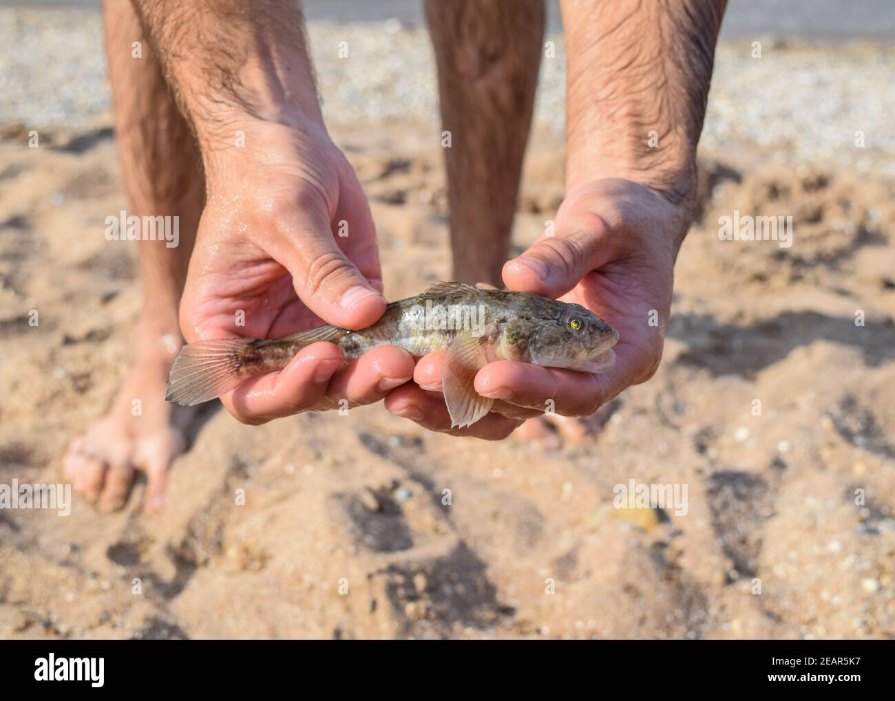 The fish is a bull in the hands. Benthic inhabitant of coastal waters ...