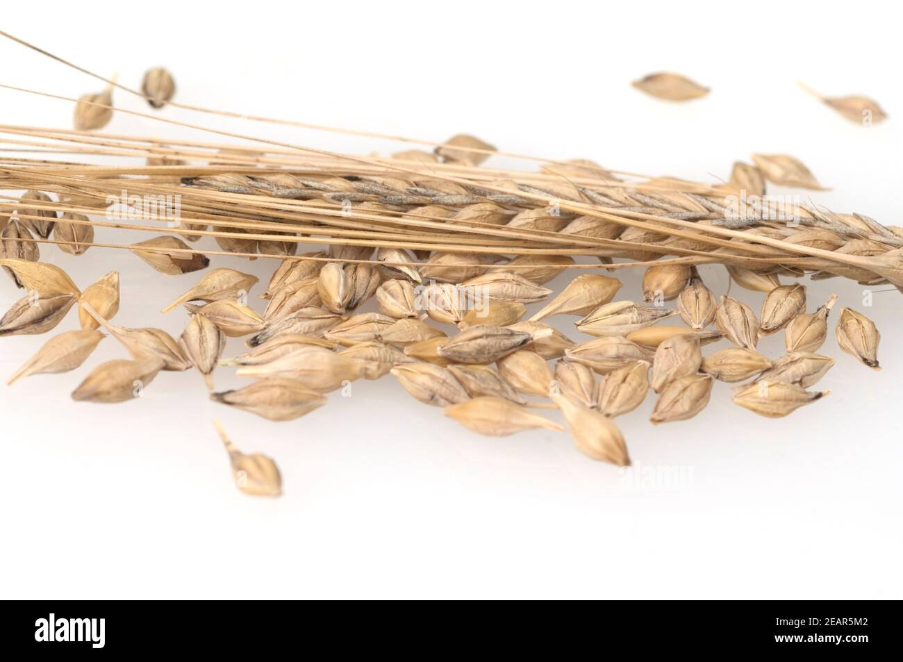 Gerstenaehren; Gerstenkoerner; Gerste Stock Photo - Alamy