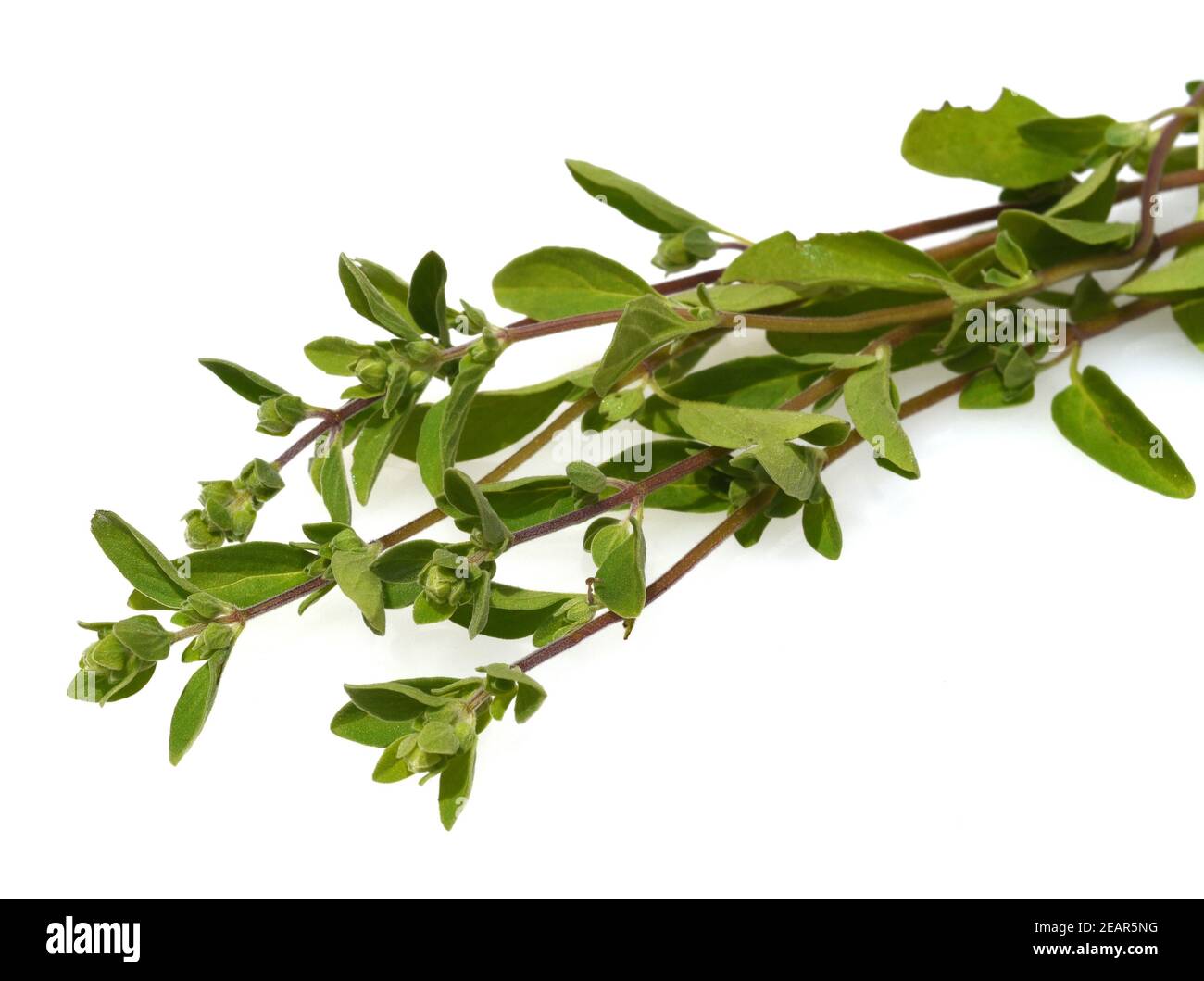 Majoran, Origanum, majorana Stock Photo - Alamy