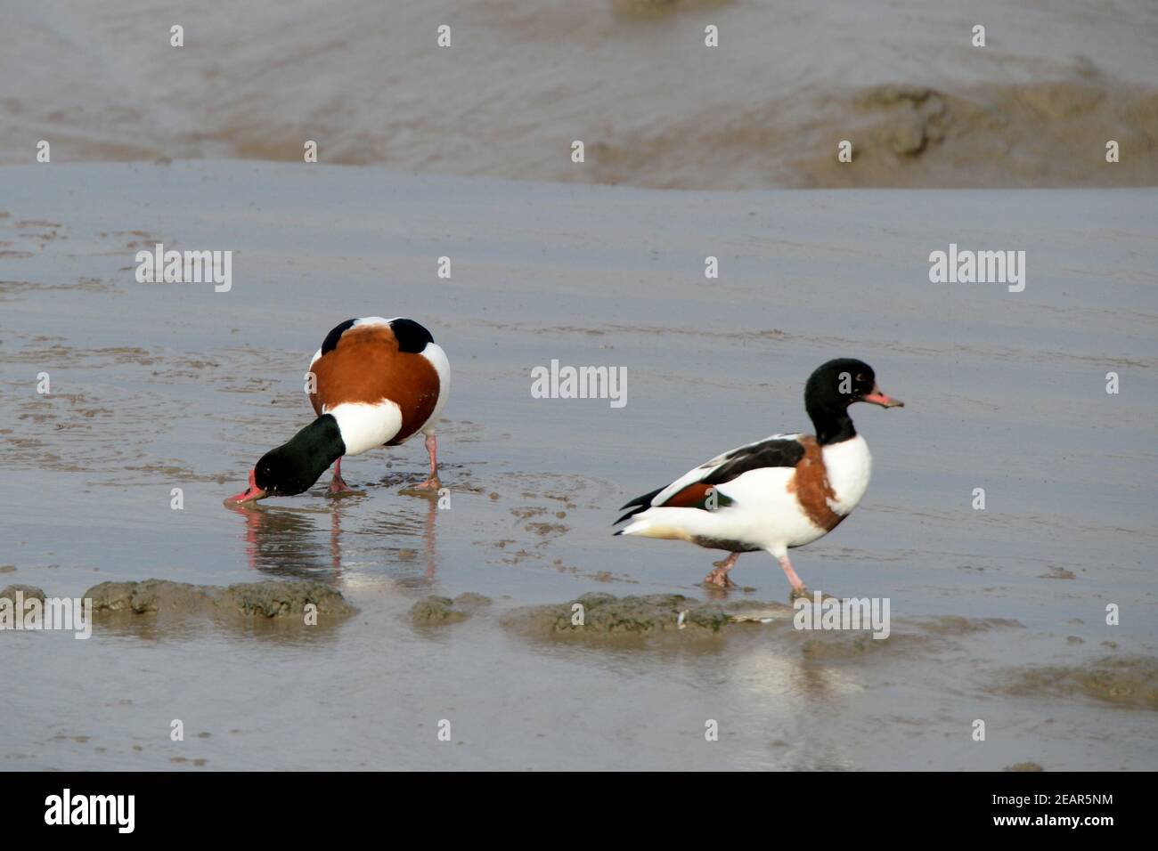 Shellducks on saltmarsh at Llanridian, Gower, Wales feeding by sieving ...