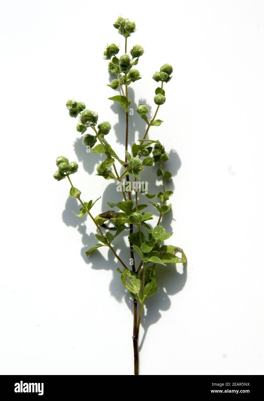 Majoran Cut Out Stock Images & Pictures - Alamy