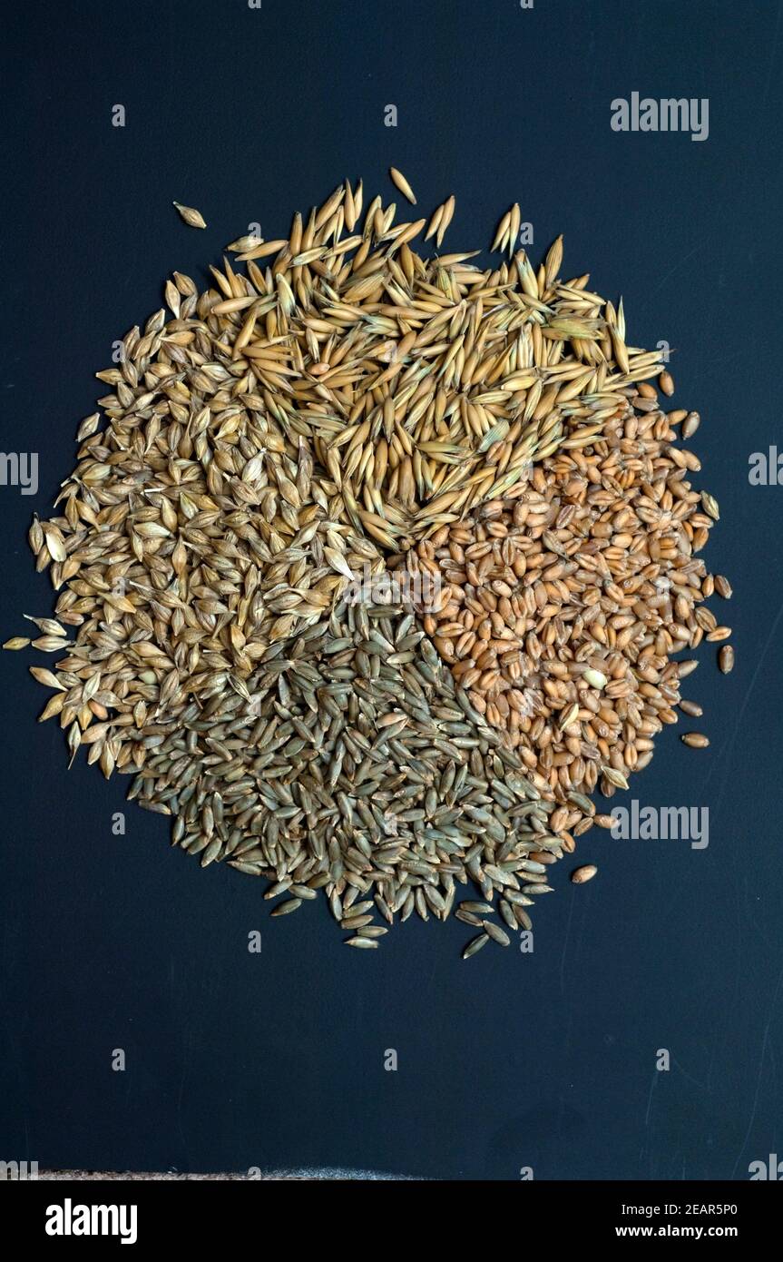Getreide getreidekoerner hi-res stock photography and images - Alamy