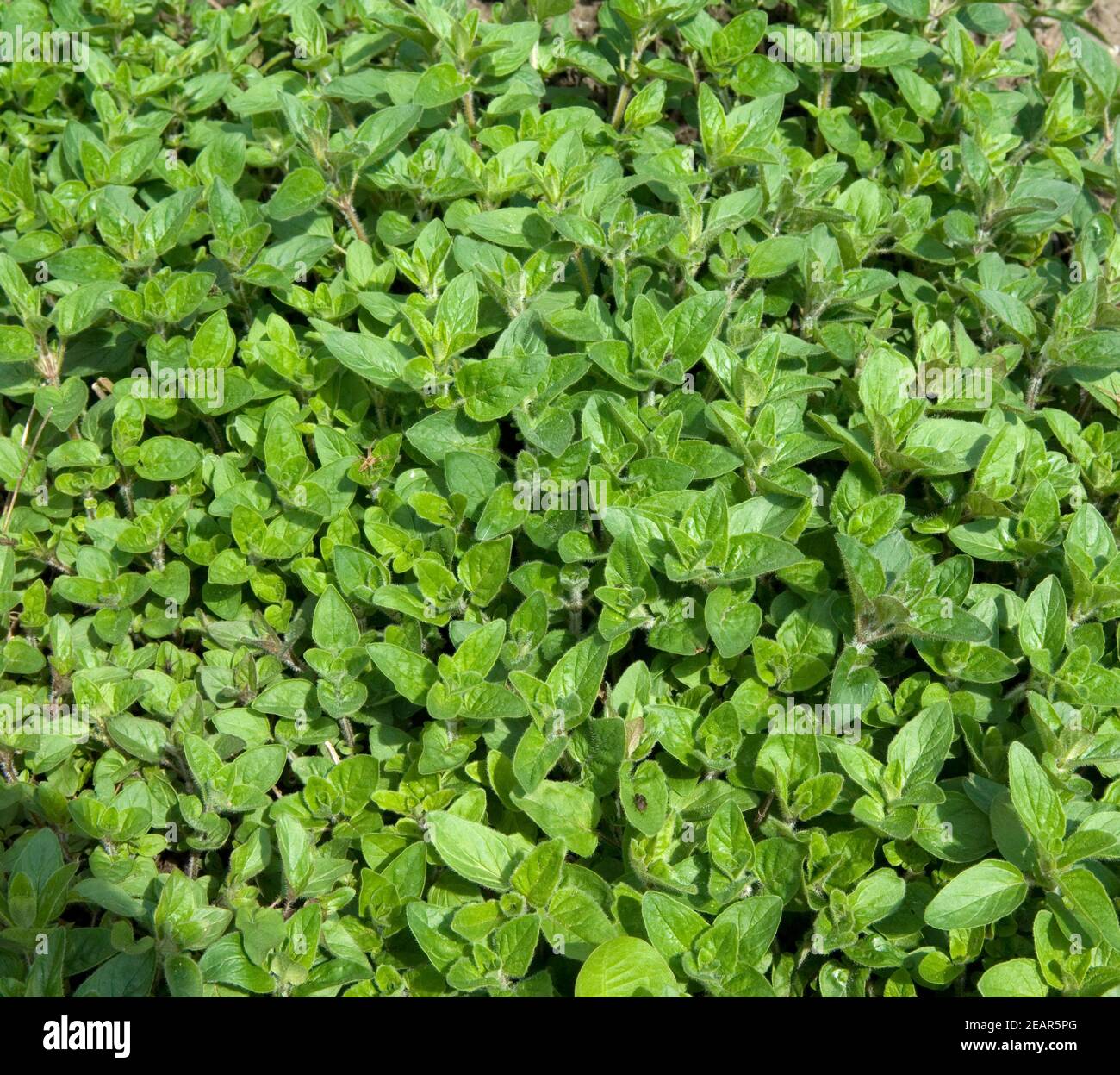 Majoran garten hi-res stock photography and images - Alamy