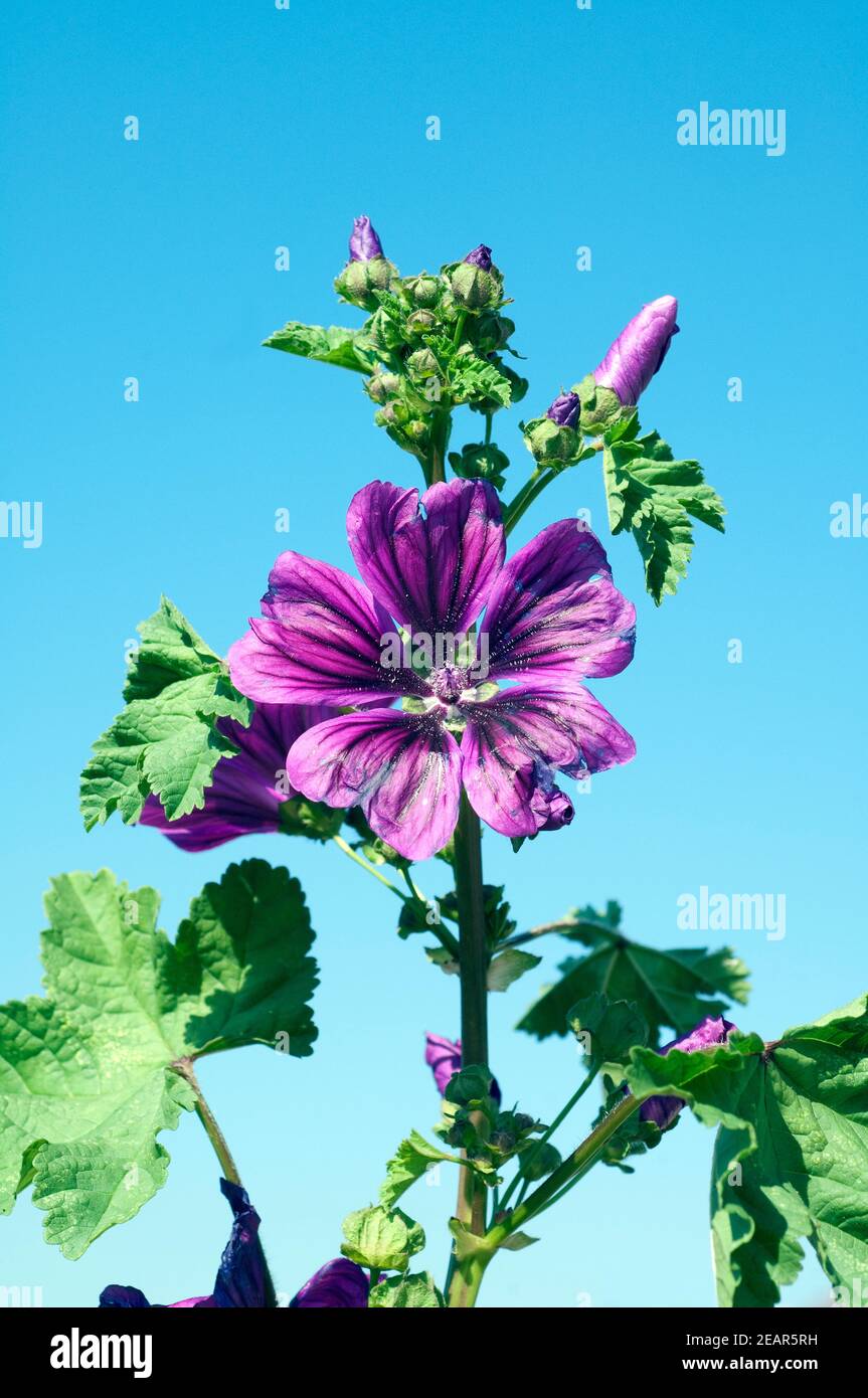 Wilde fauna hi-res stock photography and images - Alamy