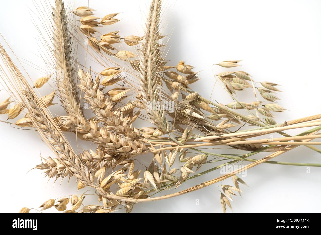 Getreidestrauss, Getreidesorten; Getreide Stock Photo - Alamy