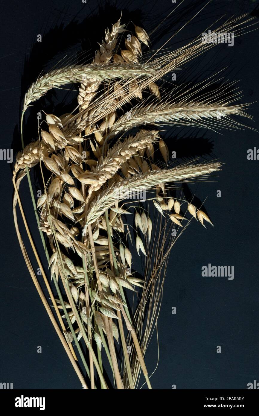 Getreidestrauss, Getreidesorten; Getreide Stock Photo - Alamy
