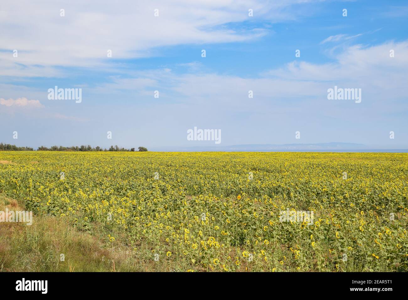 A field of sunflower near the sea. Sunflower growing in the field ...