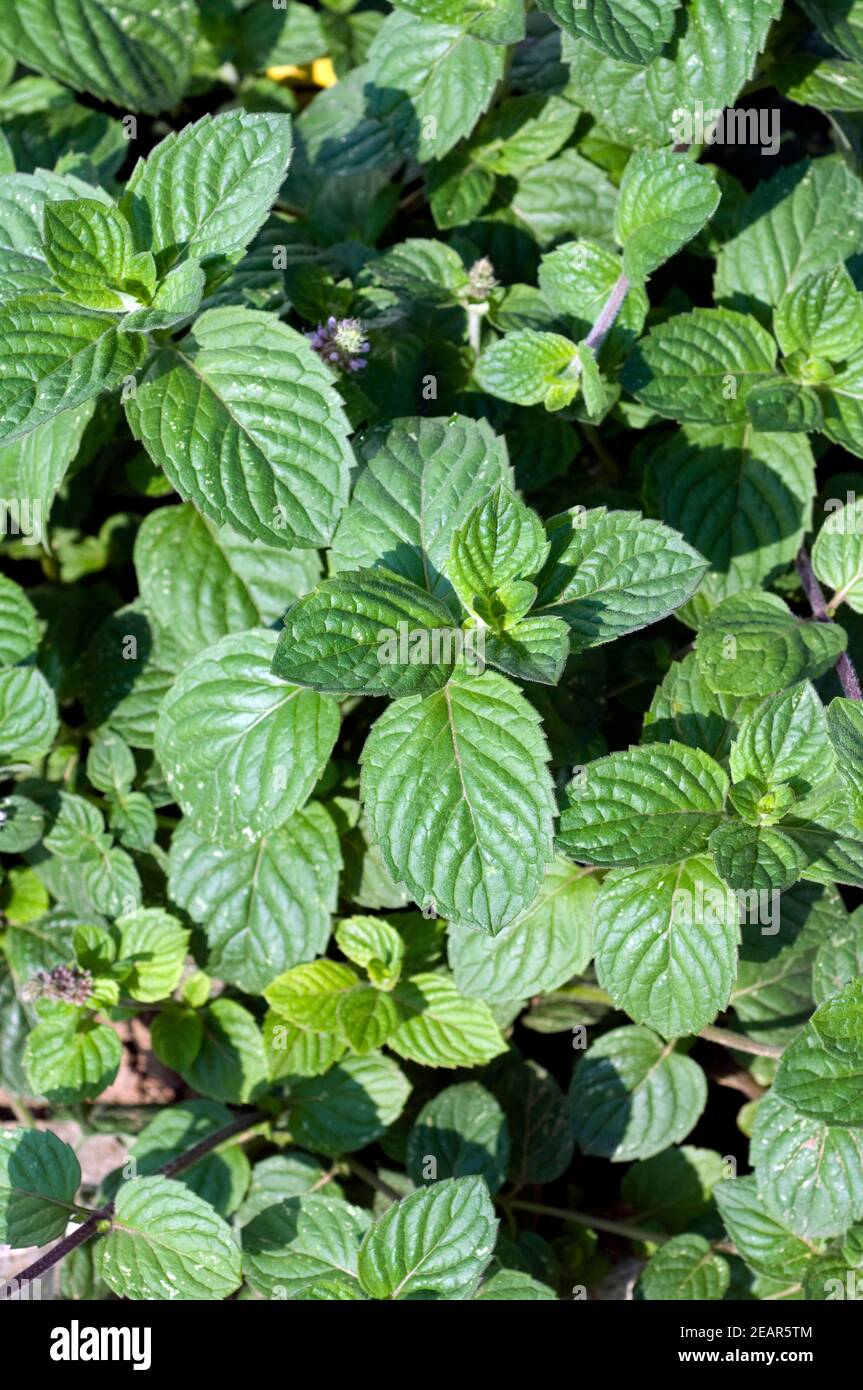 Mandarinminze hi-res stock photography and images - Alamy