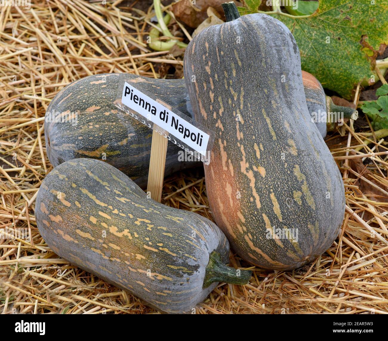 Pienna di napoli hi-res stock photography and images - Alamy