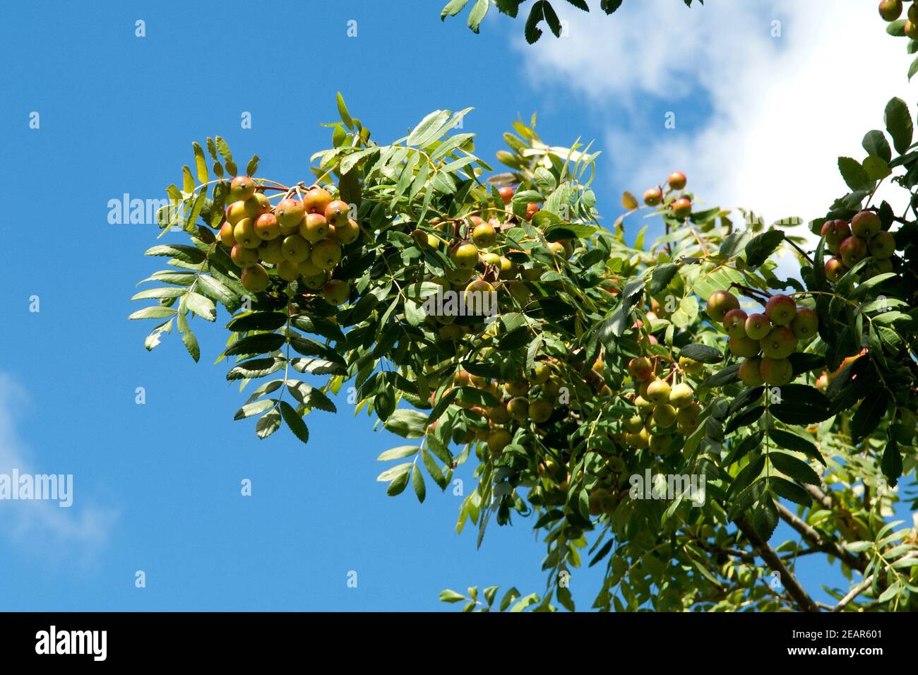 Sorbus domestica tree hi-res stock photography and images - Alamy