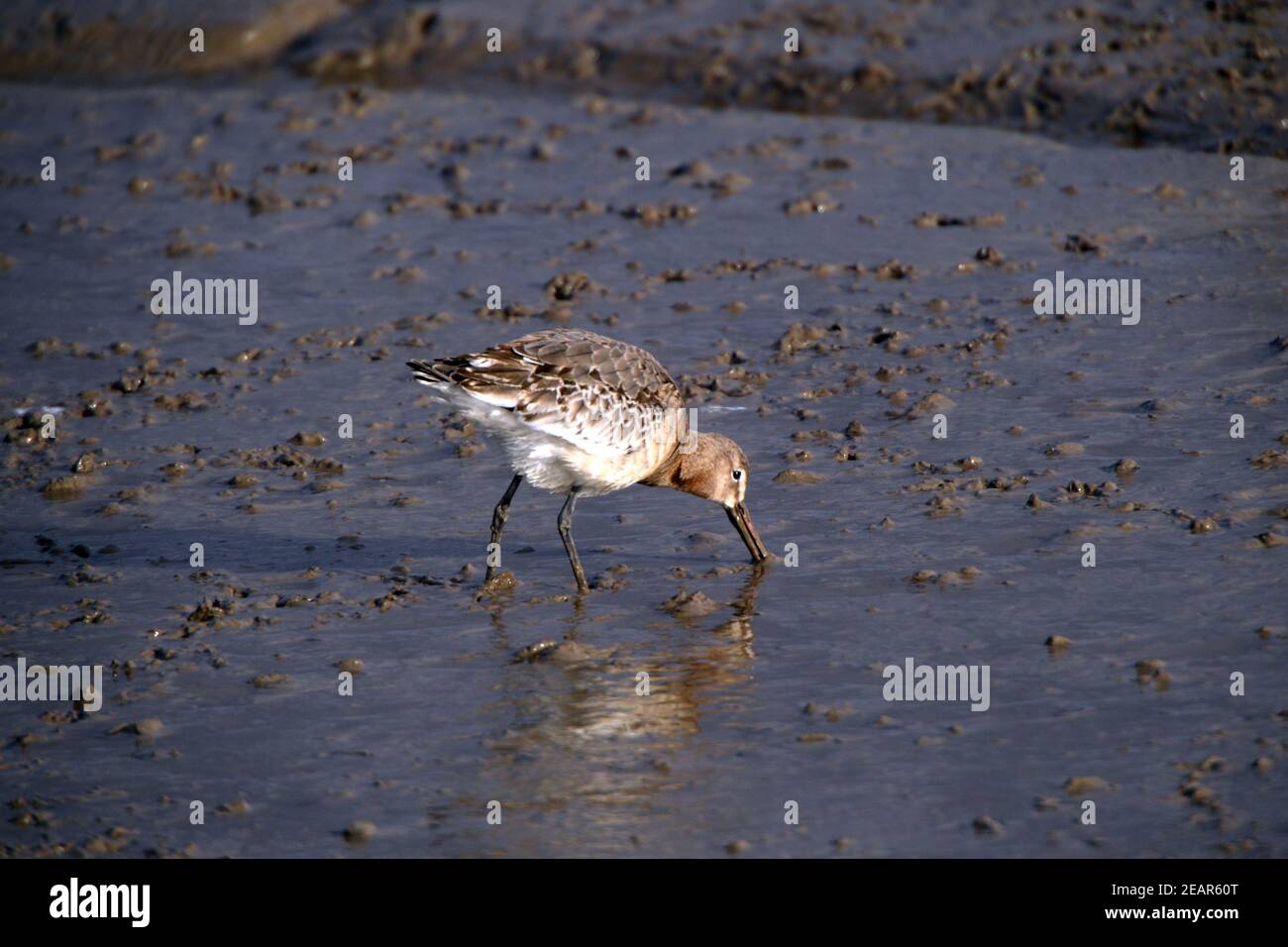 Birds with long beak hi-res stock photography and images - Alamy