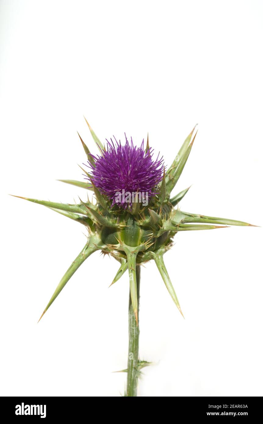 Mariendistel silybum marianum hi-res stock photography and images - Alamy
