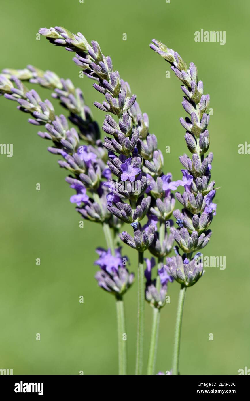 Lavandula latifolia hi-res stock photography and images - Alamy