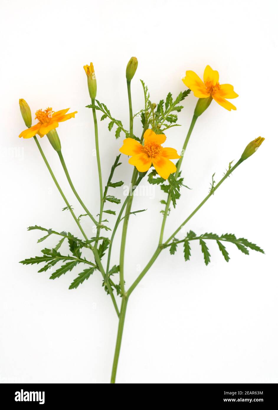 Tagetes tenuifolia gem Cut Out Stock Images & Pictures - Alamy