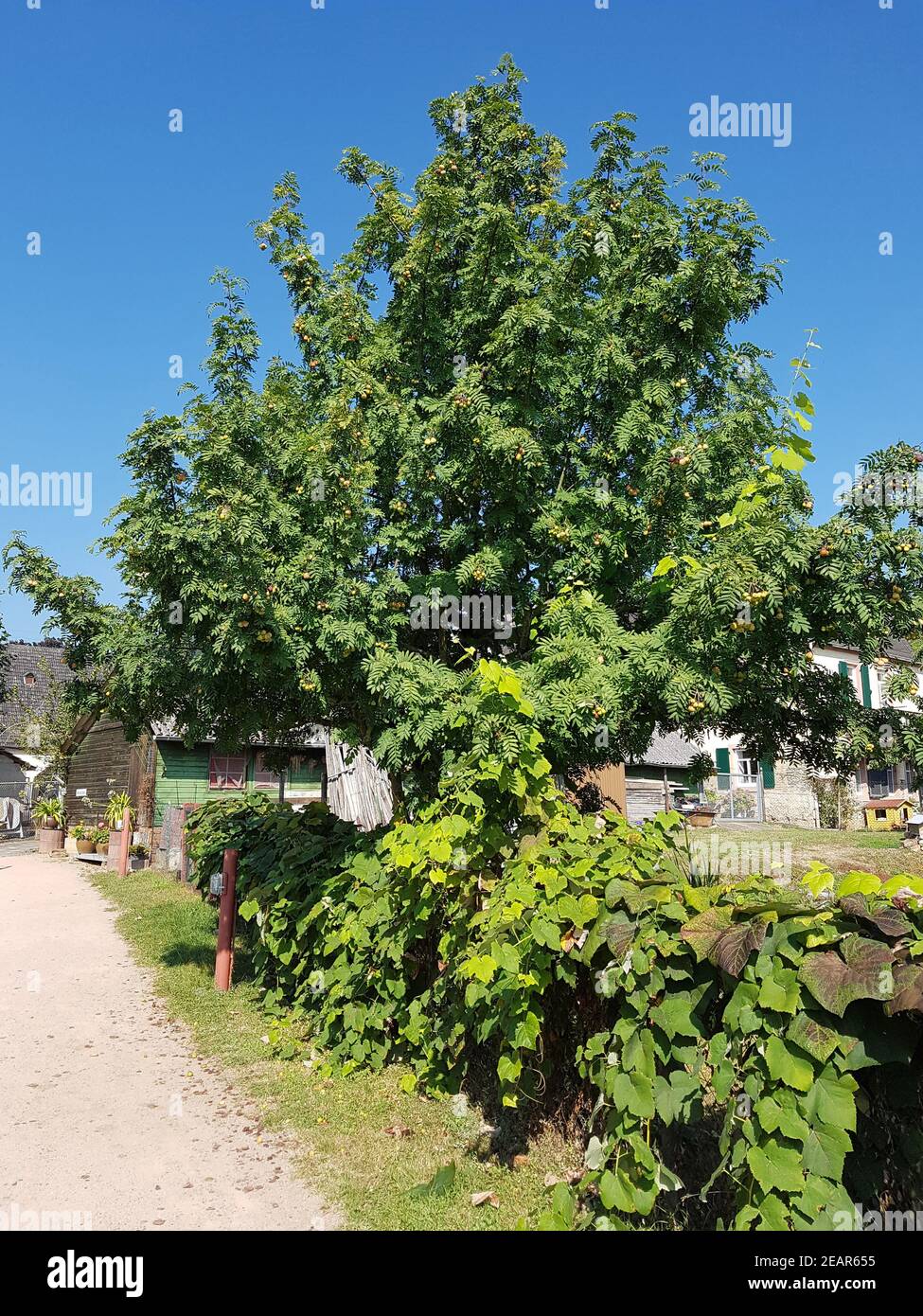 Obstbaum hi-res stock photography and images - Alamy