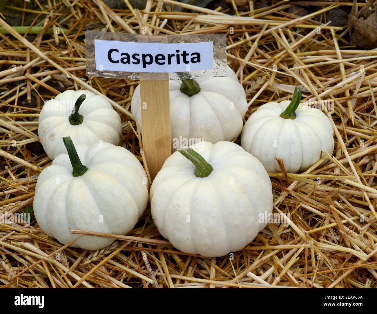 Casperita, Kuerbis, Speisekuerbis Stock Photo - Alamy