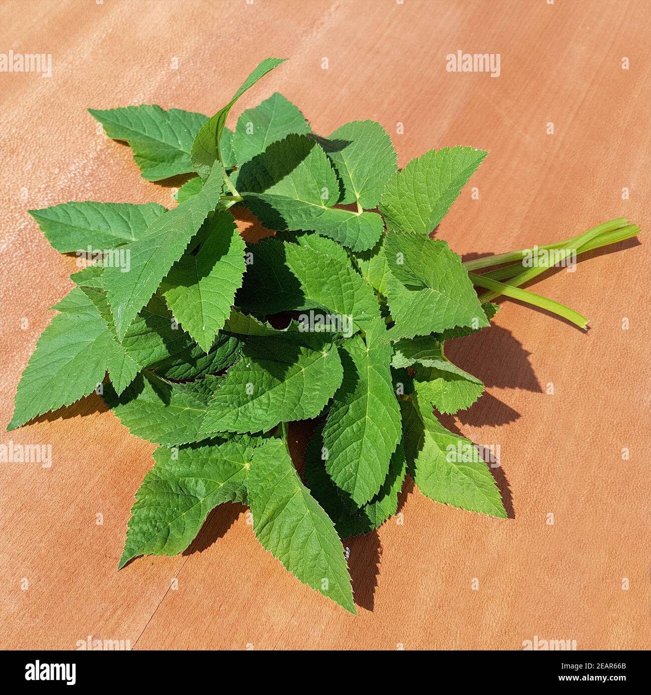 Giersch, Aegopodium Podagraria Stock Photo - Alamy