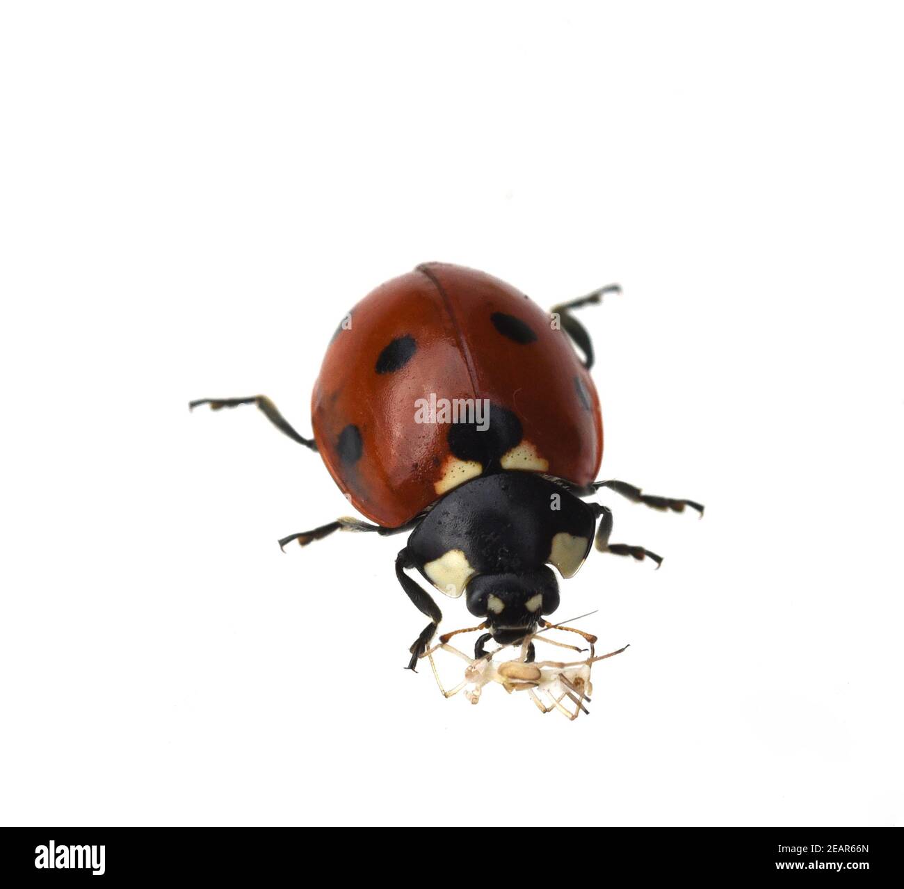 Marienkaefer Coccinella semptempunctata Stock Photo - Alamy