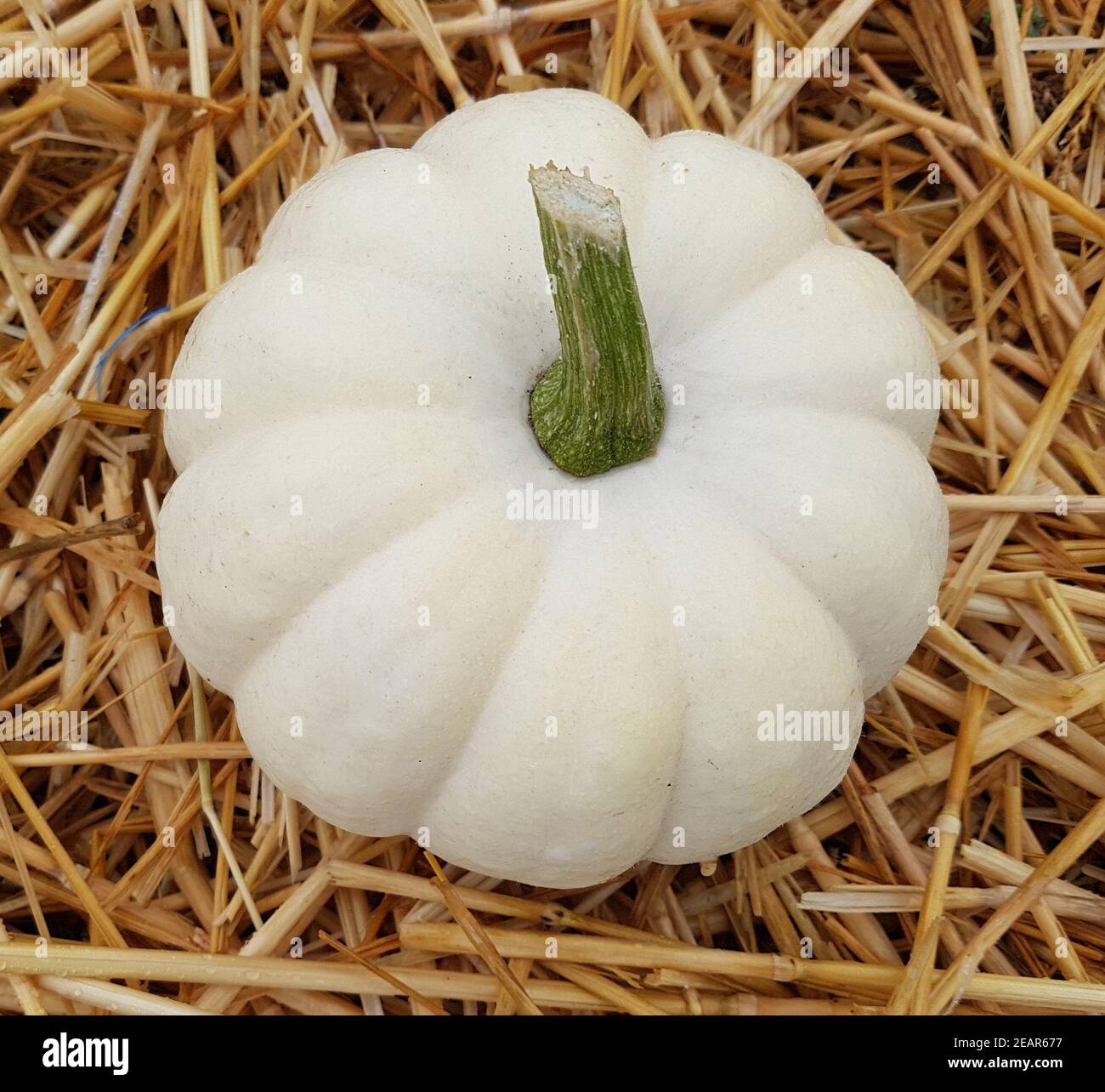 Casperita, Kuerbis, Speisekuerbis Stock Photo - Alamy