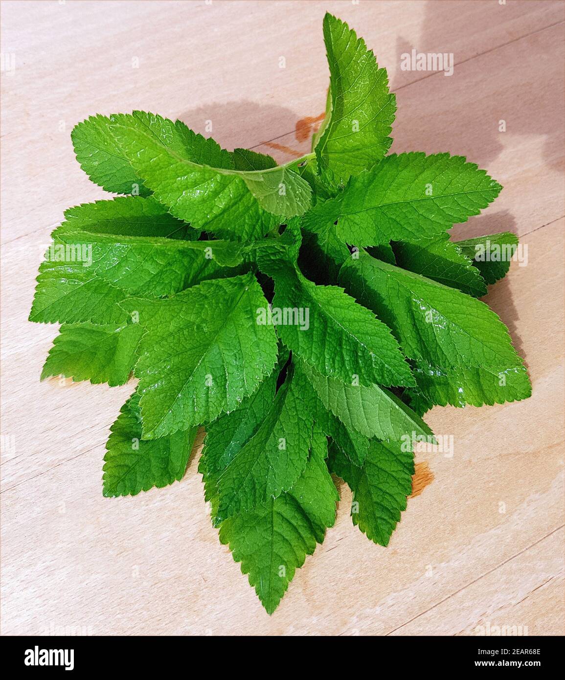 Giersch, Aegopodium Podagraria Stock Photo - Alamy