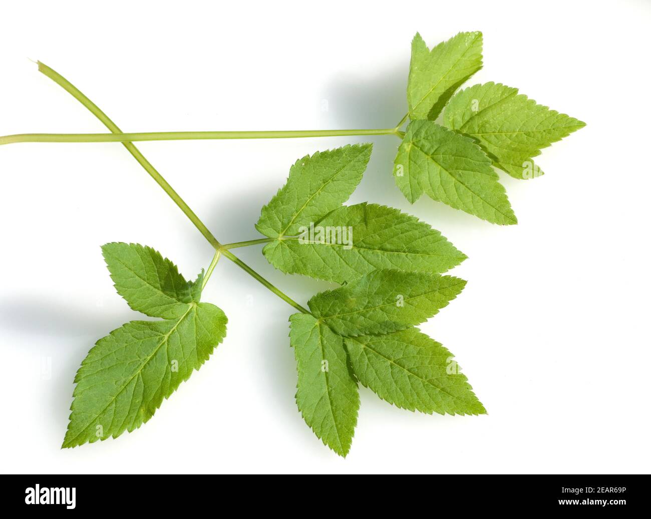 Giersch Aegopodium Podagraria Stock Photo - Alamy