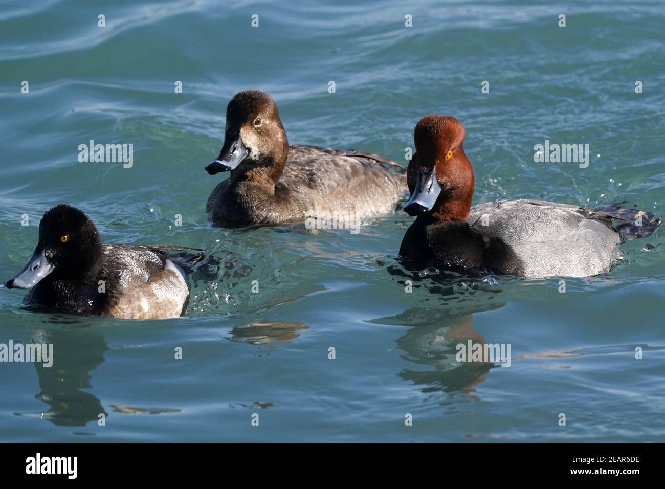 Redhead Ducks at the lake in winter Stock Photo - Alamy