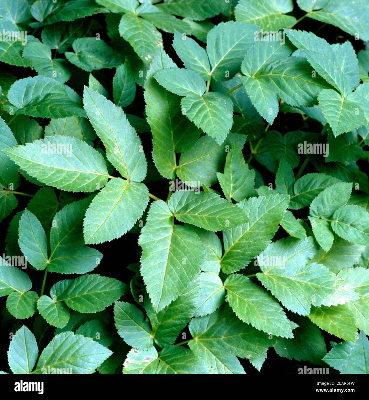 Gierschblaetter hi-res stock photography and images - Alamy