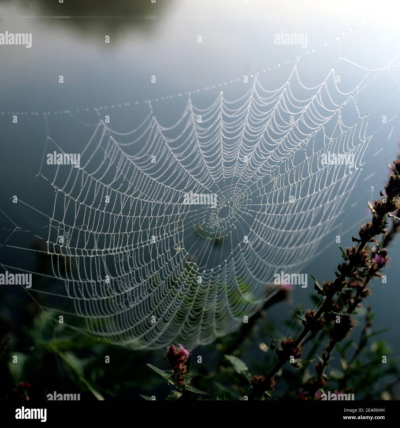 Tau im spinnennetz hi-res stock photography and images - Alamy