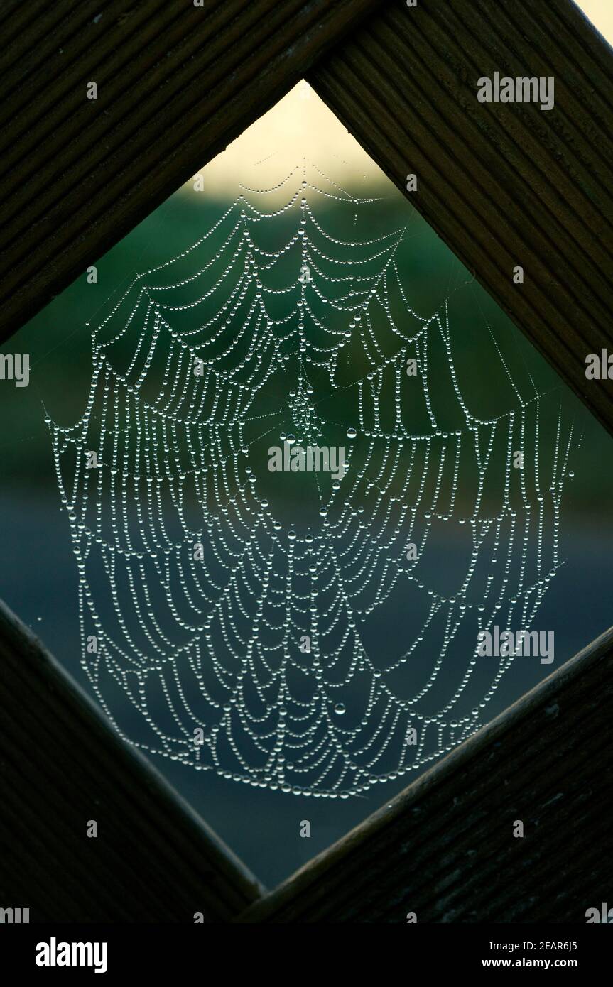 Spinnennetze hi-res stock photography and images - Alamy